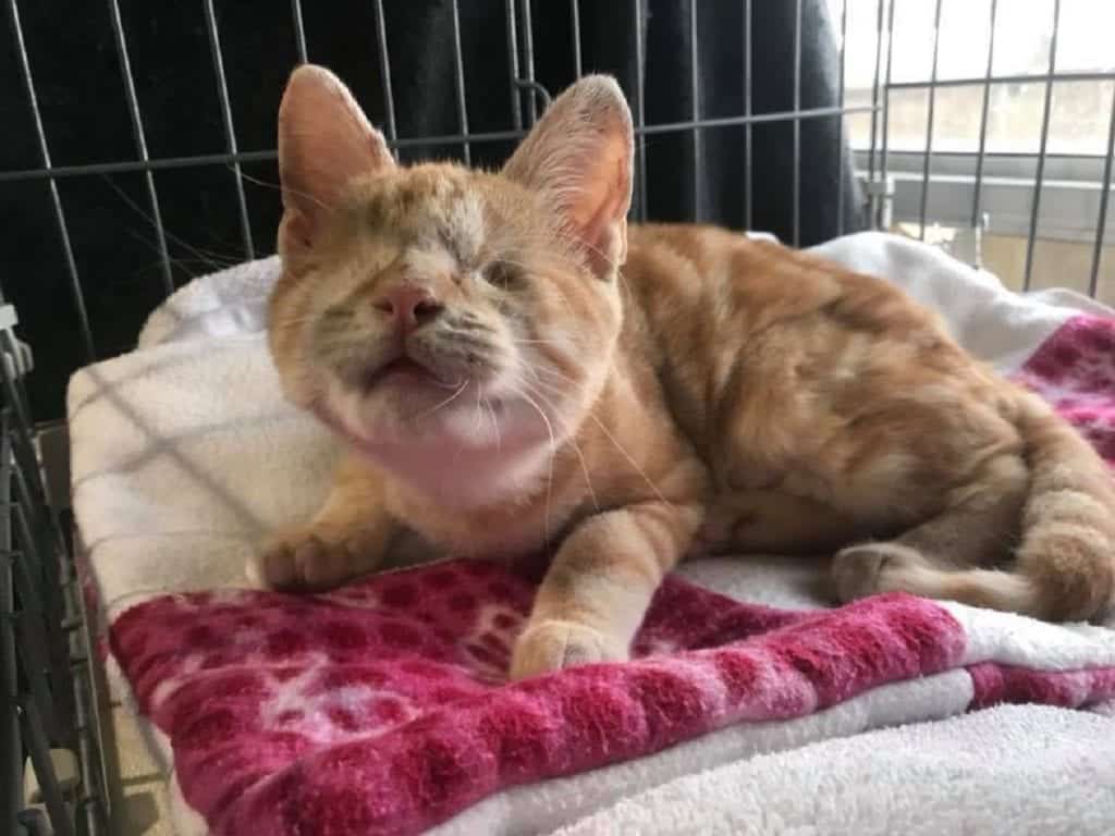 (Update - Look At Him Now!) Stray Kitten Found With Severe Eye Injuries ...