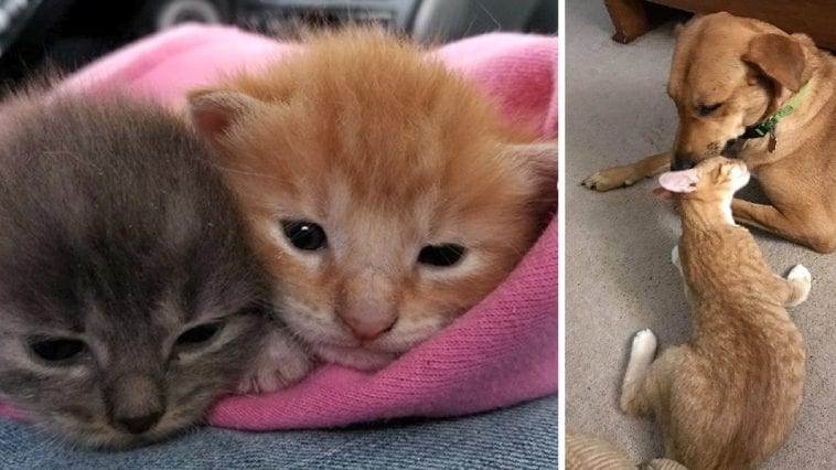 Cole & Marmalade - Welcome Cat People!