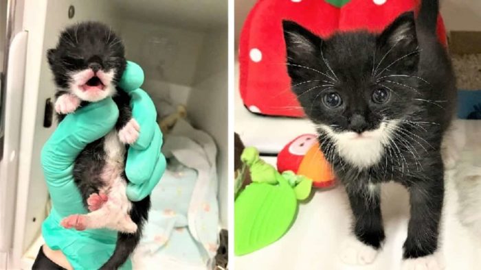 (With Update!) Arlo: A Special Cat Surrendered To UK Shelter; Just ...