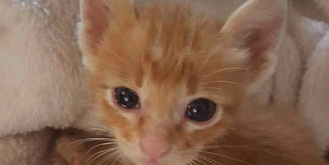 Ginger Kitten with Saddest Eyes Finds Strength from her Rescuers - Cole ...