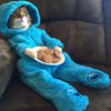 State Departments Fake "Cat Pajama-Jam" Email A Huge Disappointment For ...