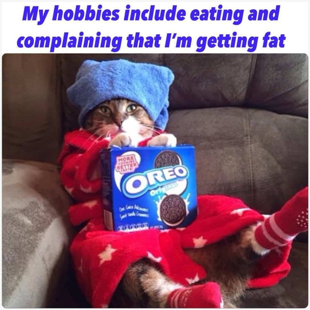 State Departments Fake "Cat Pajama-Jam" Email A Huge Disappointment For ...