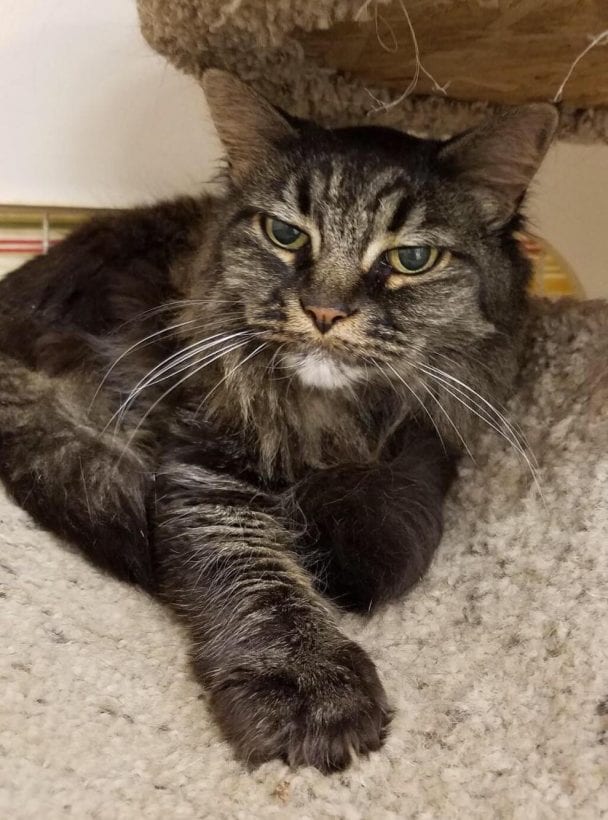 Senior "Vintage" Cat Faces Love & Heartbreak To Find Her Fur-ever Home ...