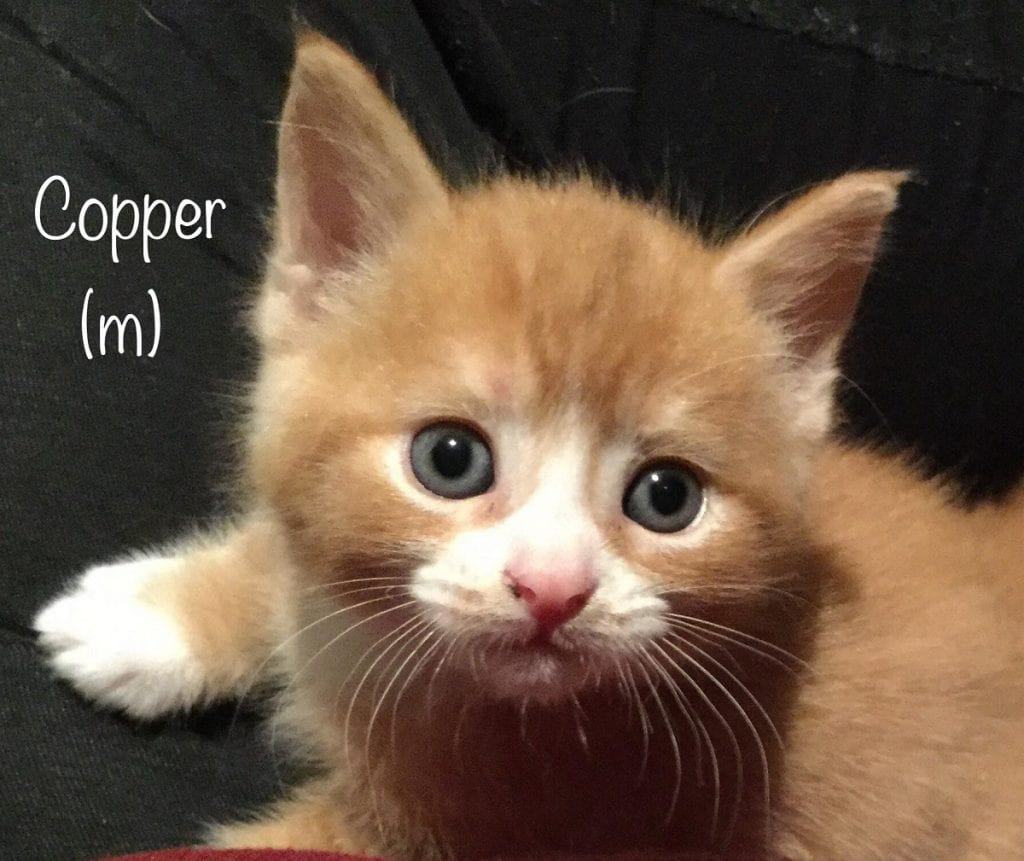 Lonely Baby Kitten Finds New Furry Family to Love; Grows Into Gorgeous ...