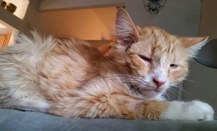 Severely Injured Cat Wanders Into Home Through Pet Flap; That Mistake ...