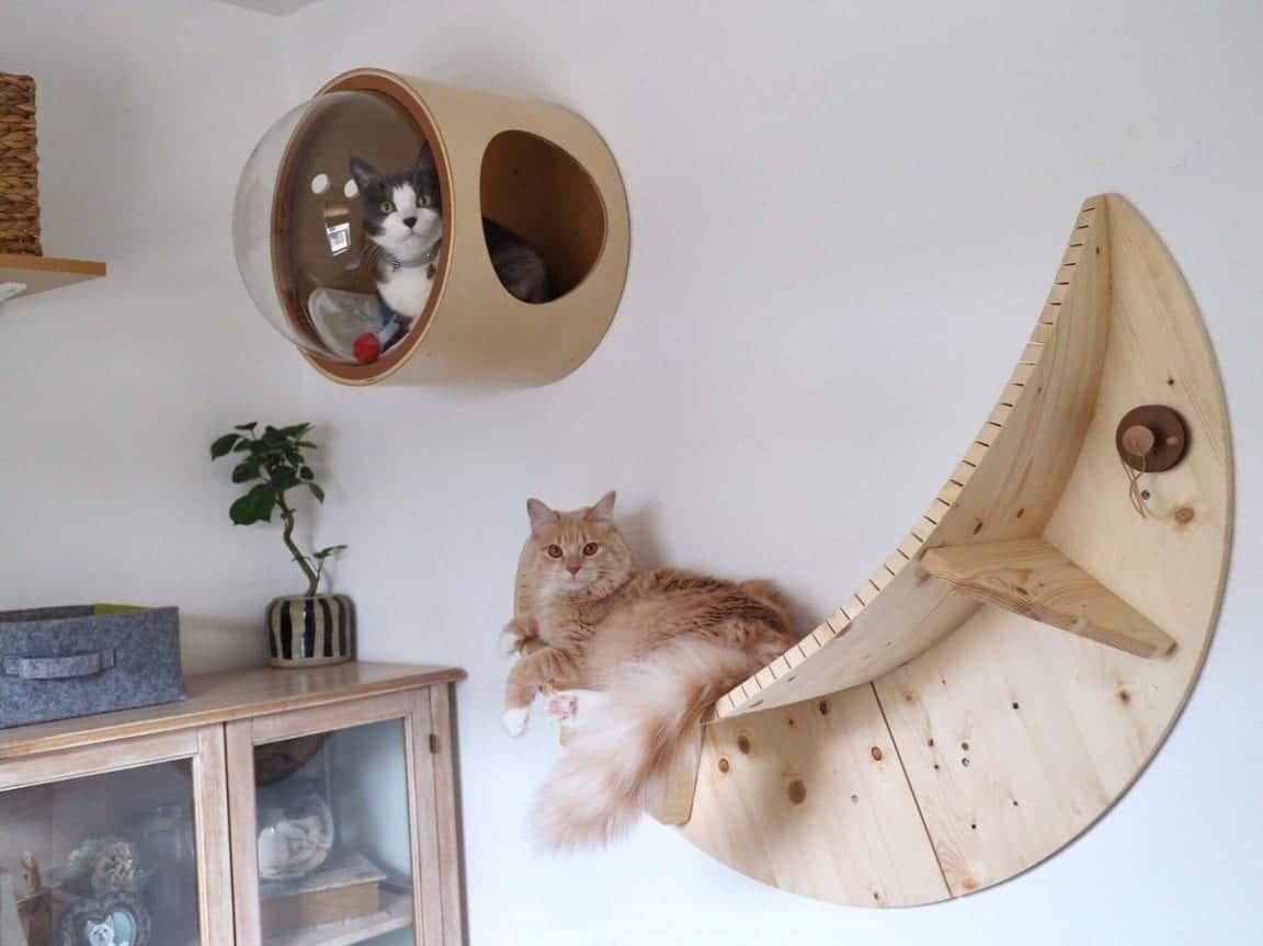 Unique "Catification" Designs Are Something Out Of This World! - Cole ...