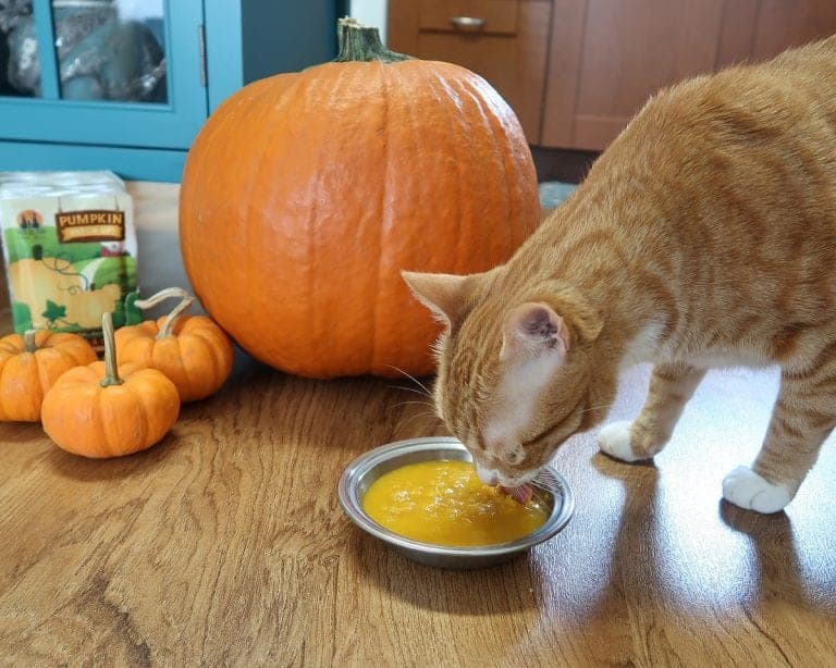 Did You Know Autumn's Purrfect Fruit, Pumpkin, Is A Year Round Healthy ...