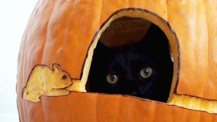 Did You Know Autumn's Purrfect Fruit, Pumpkin, Is A Year Round Healthy ...