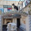 Syrian Cat Sanctuary Has Become SO Much More! Love Transcends Species