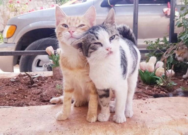 Syrian Cat Sanctuary Has Become SO Much More! Love Transcends Species