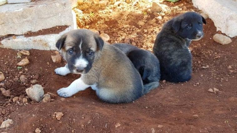 Syrian Cat Sanctuary Has Become SO Much More! Love Transcends Species