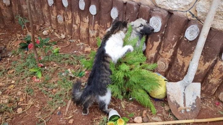 Syrian Cat Sanctuary Has Become SO Much More! Love Transcends Species