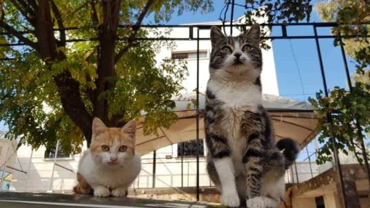 Syrian Cat Sanctuary Has Become SO Much More! Love Transcends Species
