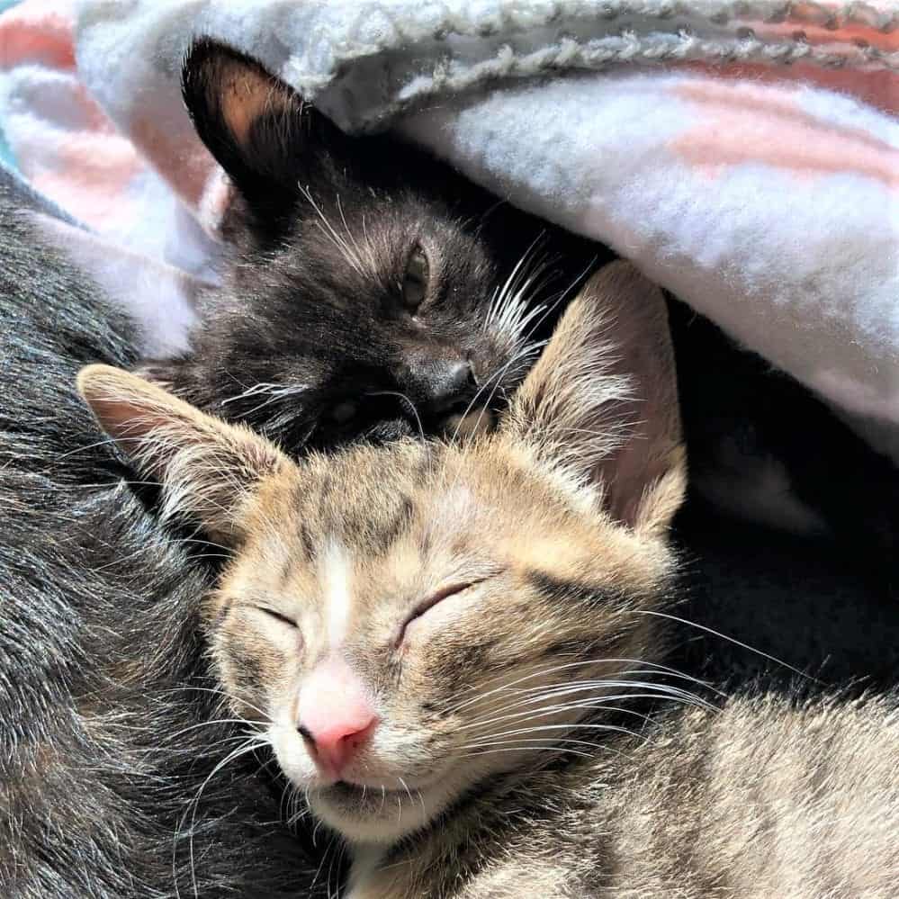 Burned Mini Kitten Survives Unknown Horrors; His Brother Refuses To ...