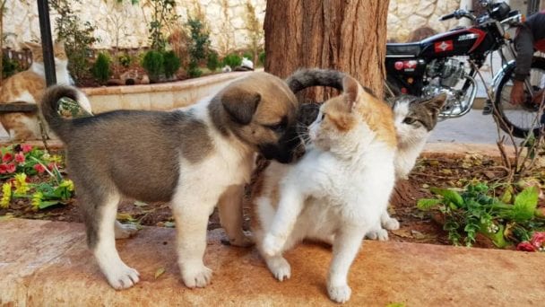 Syrian Cat Sanctuary Has Become SO Much More! Love Transcends Species