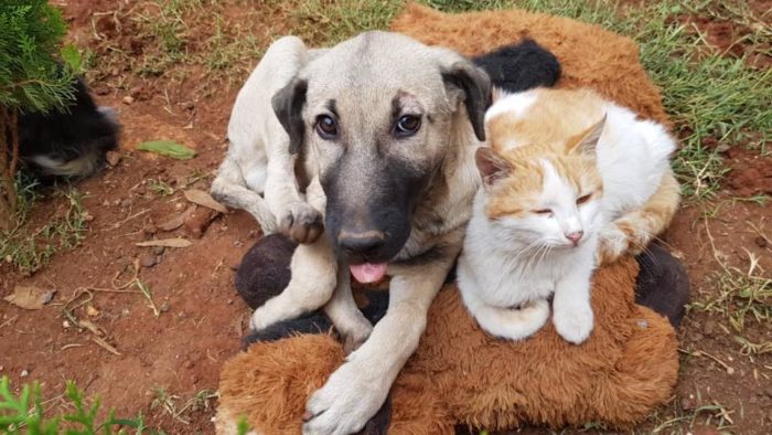 Syrian Cat Sanctuary Has Become SO Much More! Love Transcends Species