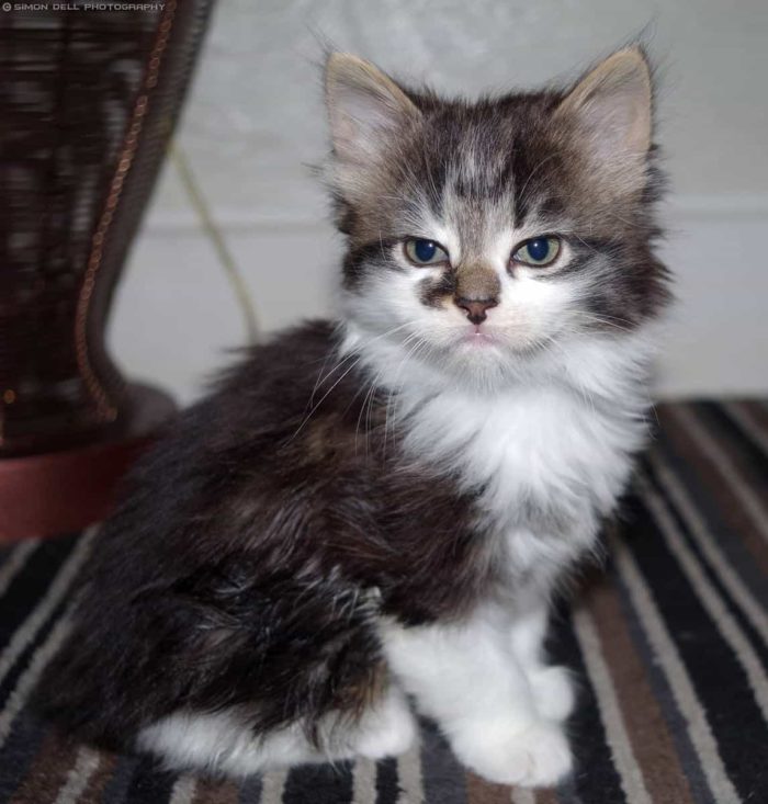 Magical Fairy-Tale Mouse Village Cats Can Only Dream Of Gaining Entry ...