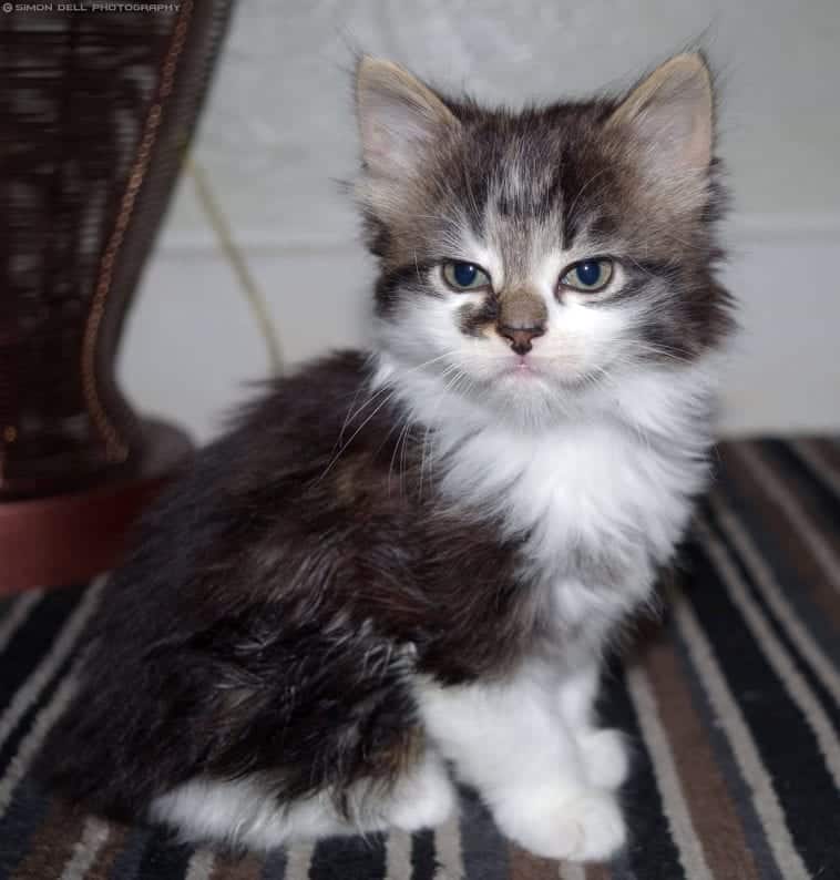 Magical Fairy-Tale Mouse Village Cats Can Only Dream Of Gaining Entry ...