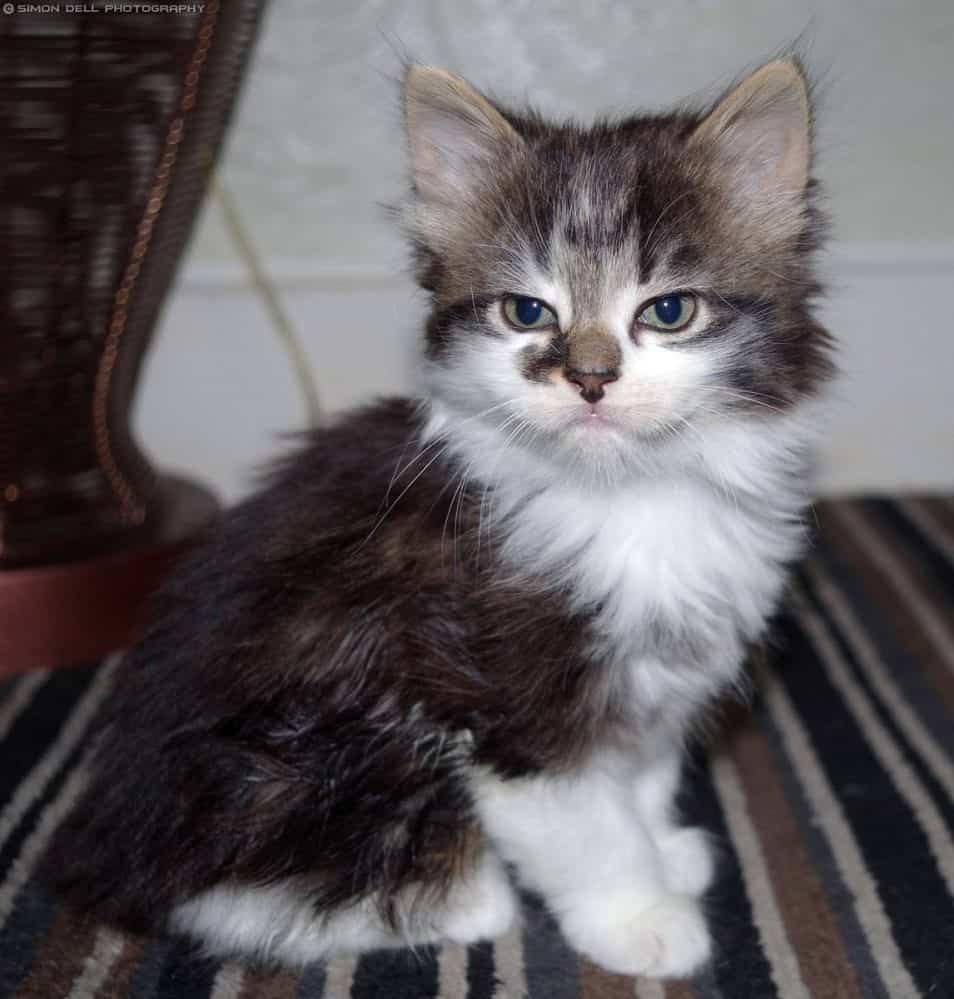 Magical Fairy-Tale Mouse Village Cats Can Only Dream Of Gaining Entry ...