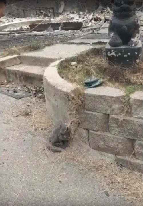 Viral Video of Cat "Rising From the Ashes" After Devastating California ...