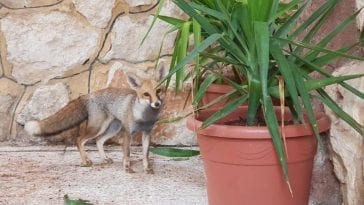 Syrian Cat Sanctuary Has Become SO Much More! Love Transcends Species
