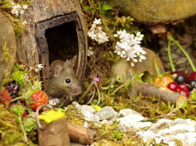 Magical Fairy-Tale Mouse Village Cats Can Only Dream Of Gaining Entry ...