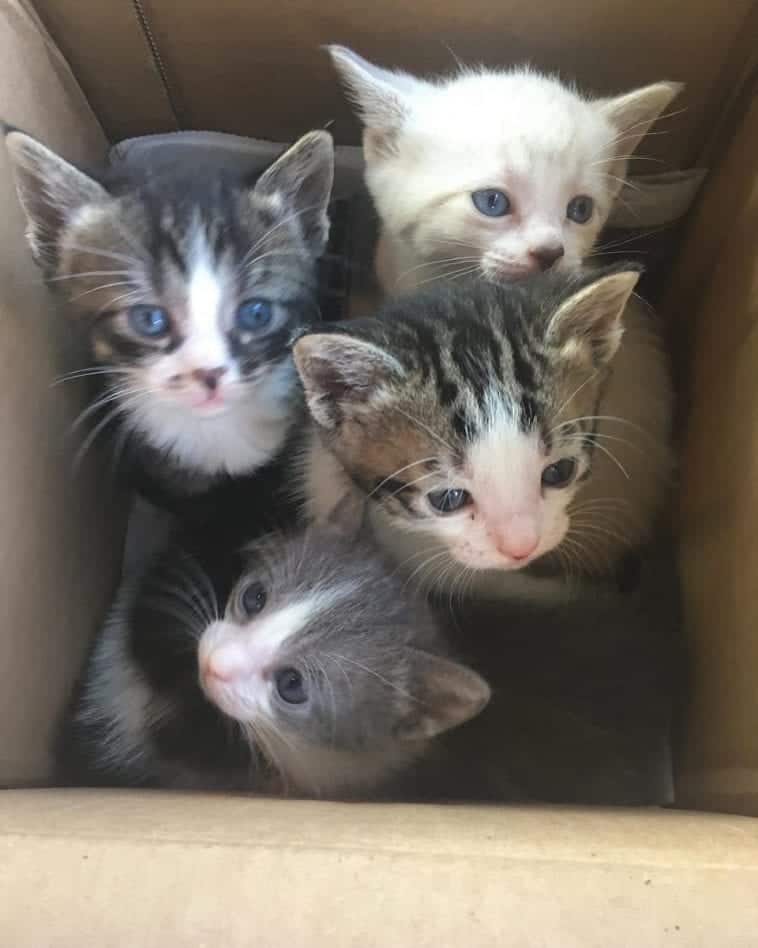 Unwanted Litter Includes Kittens Born With Rare Disease; Foster Mom ...
