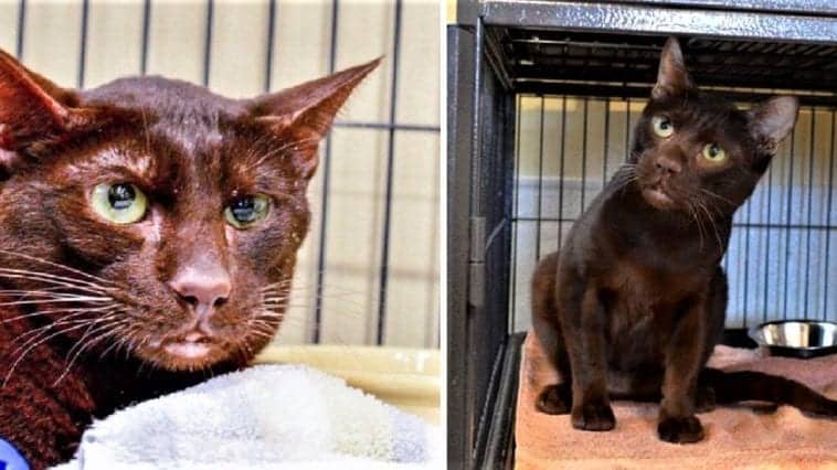 Cole & Marmalade - Welcome Cat People!