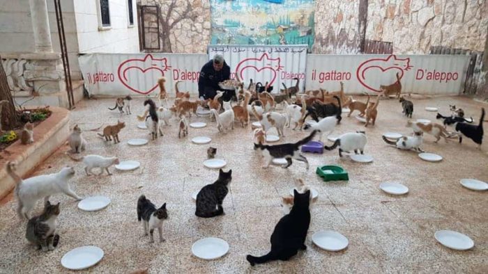 Syrian Cat Sanctuary Has Become SO Much More! Love Transcends Species