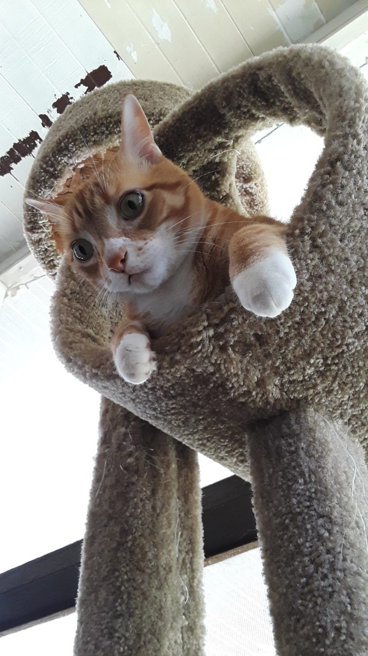 8 Fun Facts About Ginger Tabby Cats - Cole & Marmalade