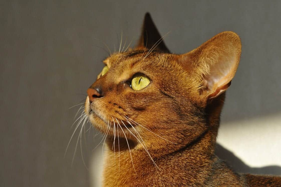8 Fun Facts About Ginger Tabby Cats - Cole & Marmalade