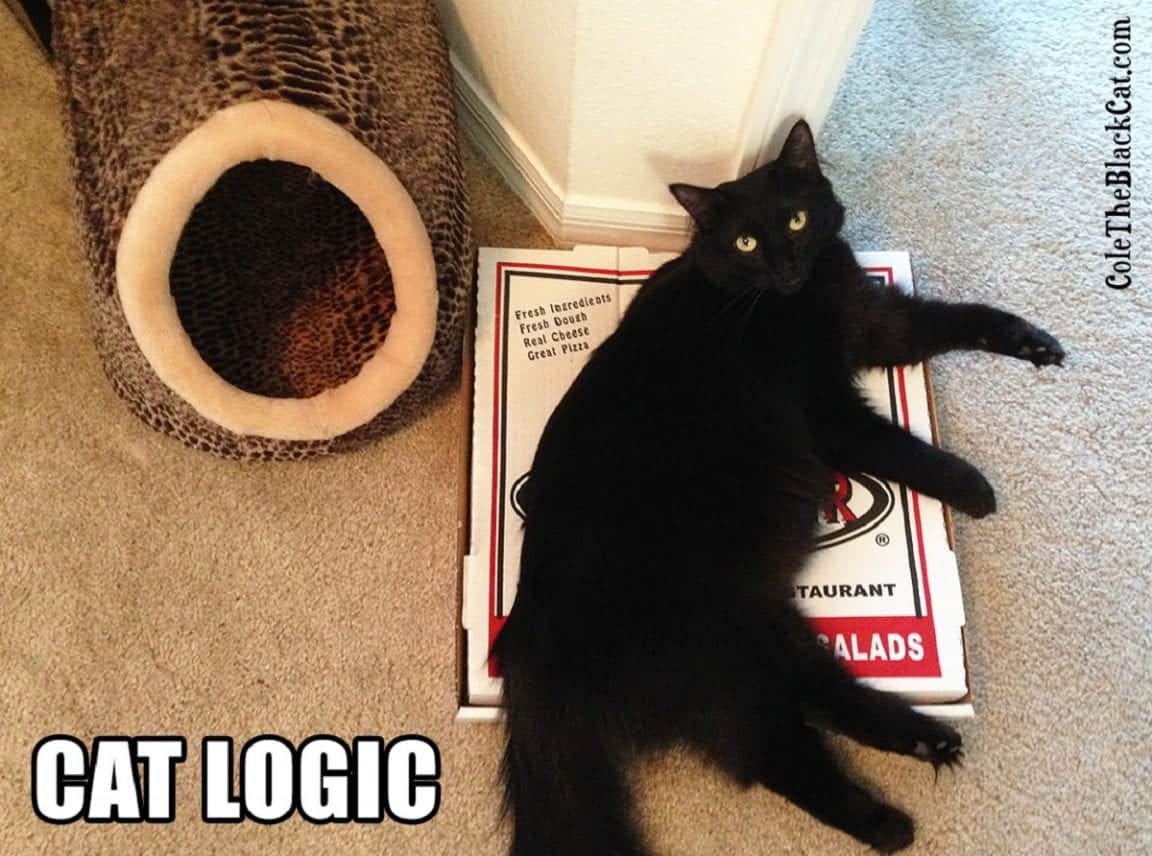 5 Reasons Why Cats Love Cardboard Boxes So Much - Cole & Marmalade
