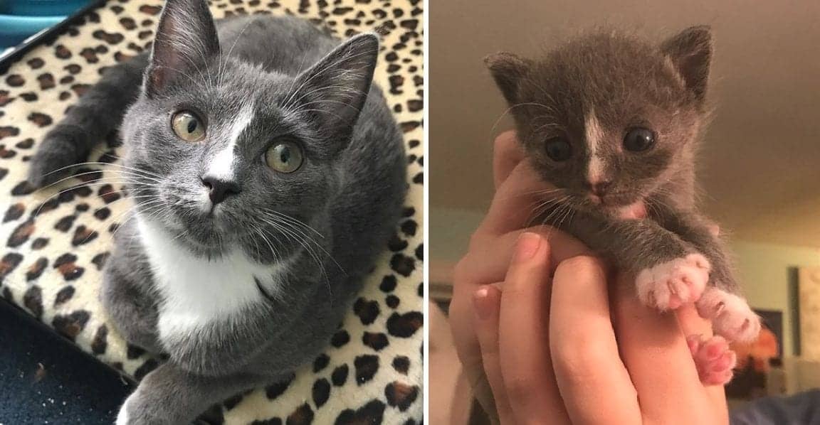 Senior Cat Dot Hit By Car; Breaks Pelvis & Surprises Rescuers With ...