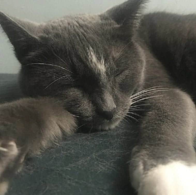 Senior Cat Dot Hit By Car; Breaks Pelvis & Surprises Rescuers With ...