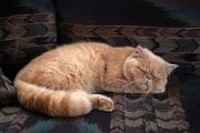 8 Fun Facts About Ginger Tabby Cats - Cole & Marmalade