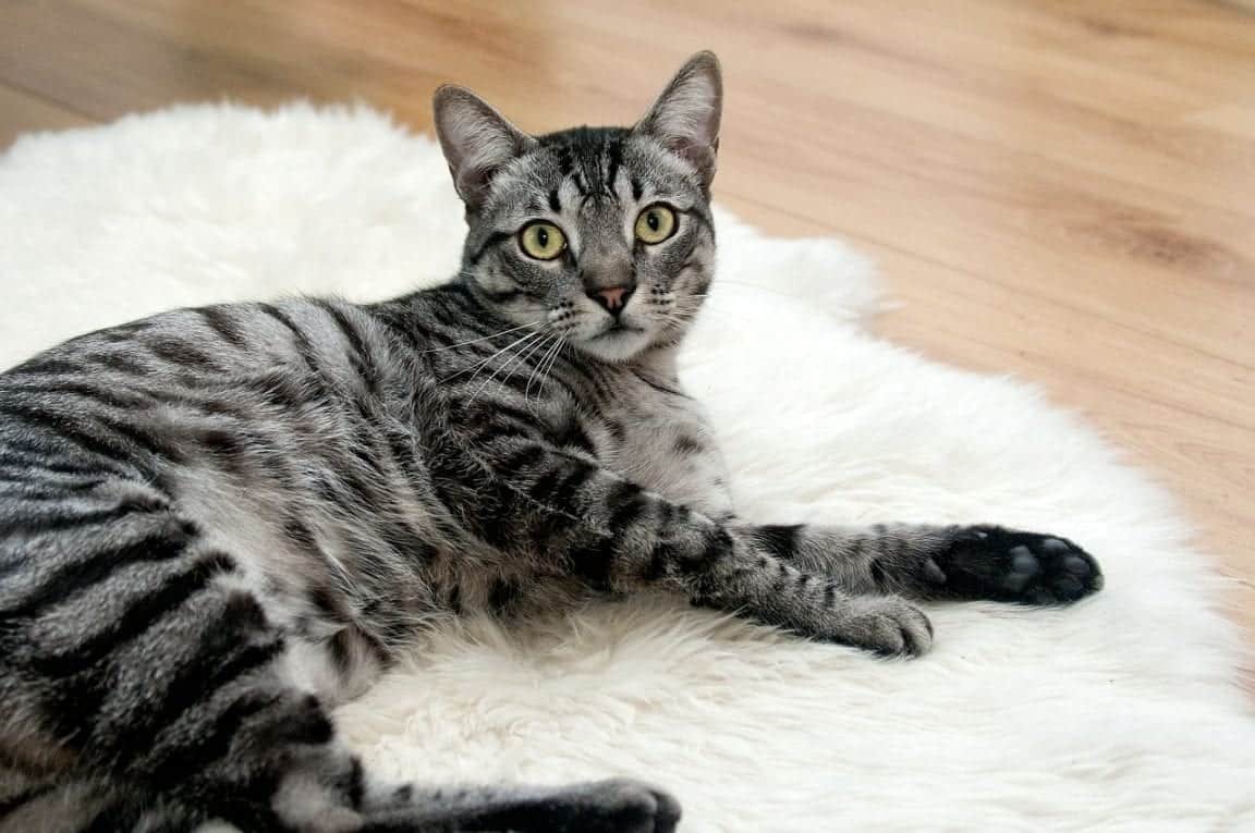 25 Interesting Facts About Cats You May Not Have Known - Cole & Marmalade