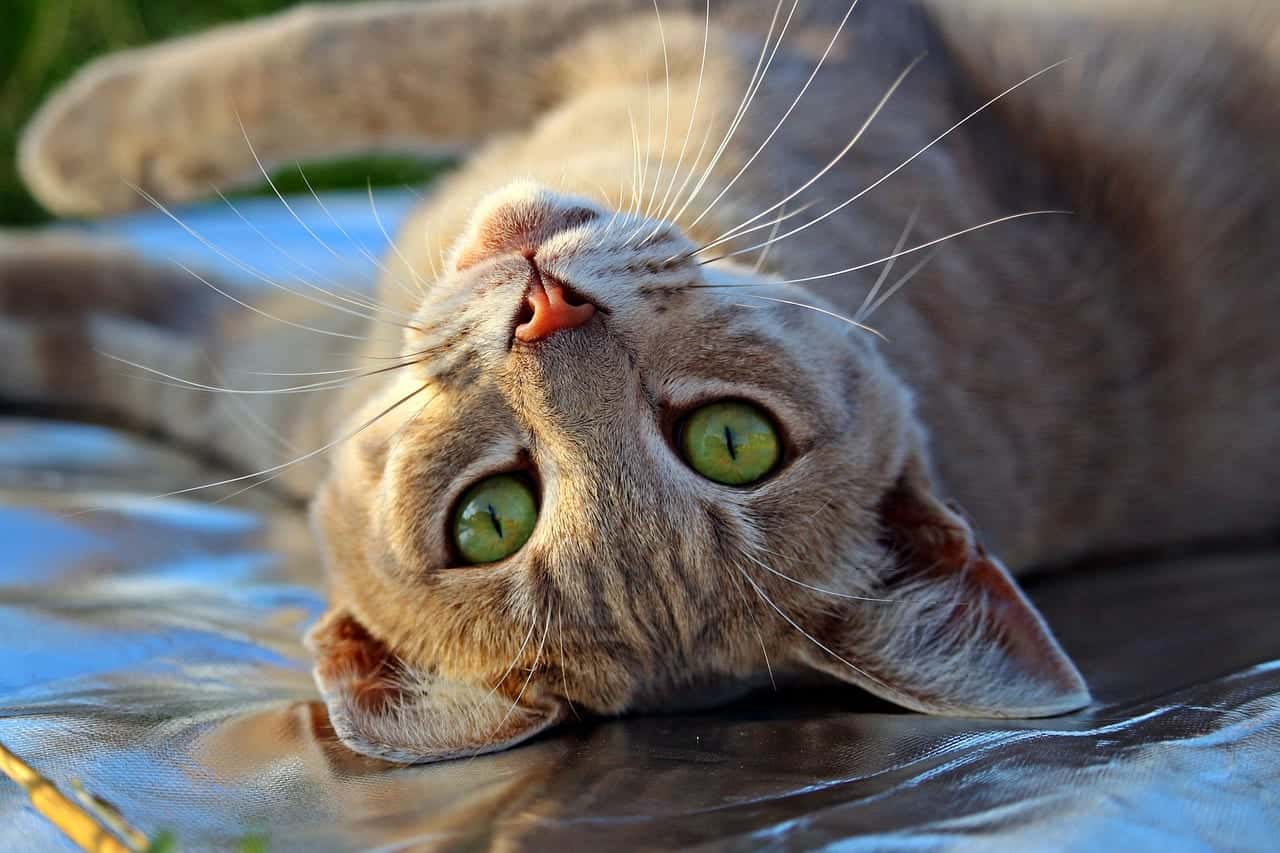 25 Interesting Facts About Cats You May Not Have Known Cole Marmalade 25 Interesting Facts About Cats You May Not Have Known Cole Marmalade