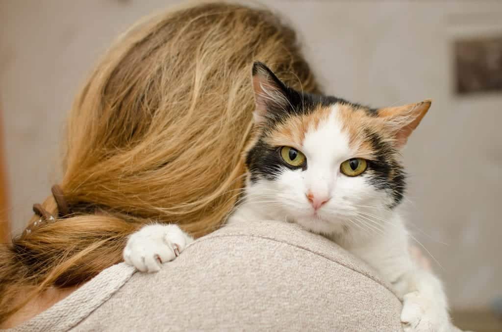 7 Reasons Why Your Cat Keeps Meowing At You - Cole & Marmalade