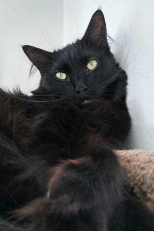 5 Fun Facts About Black Cats - Cole & Marmalade