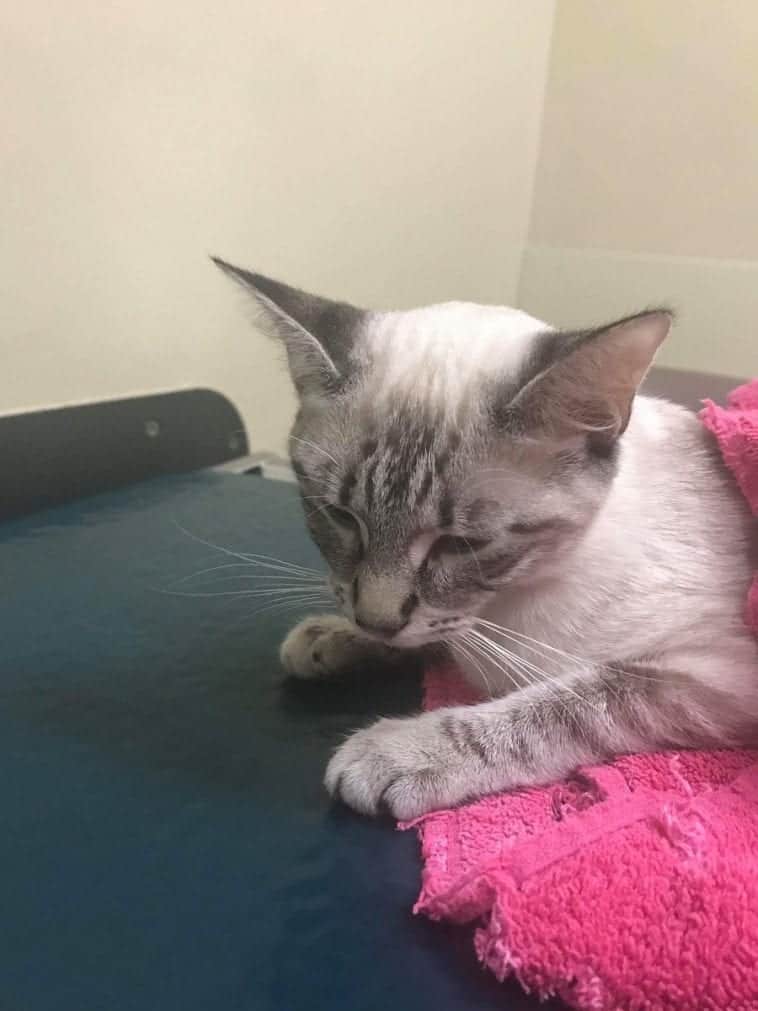 Young Mama Cat Barely Survives Giving Birth; After Life-Saving ...