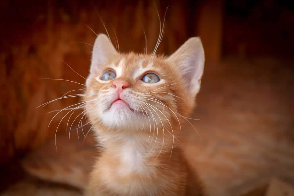8 Fun Facts About Ginger Tabby Cats - Cole & Marmalade