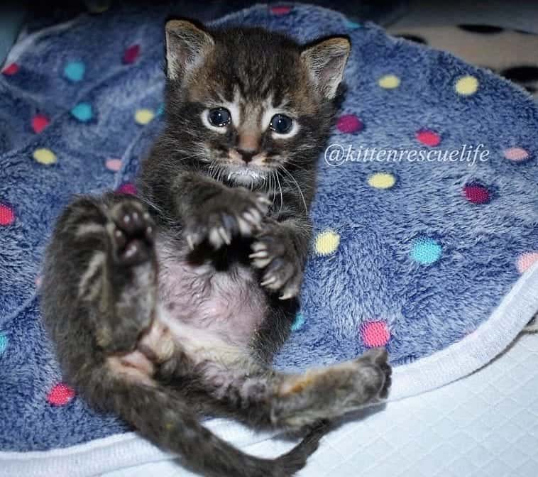 Two Week Old Kitten Rescued Alone & Freezing; Fostered Into Happy, "Out ...