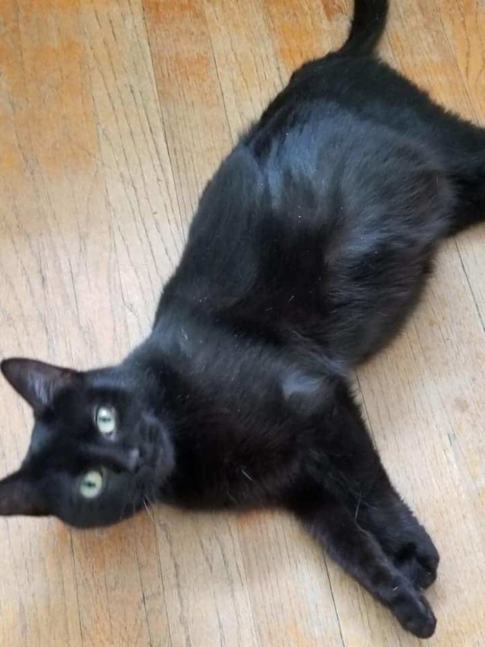Black Cat Dumped On The Cold Boston Streets; Rescued Only A Week Before ...