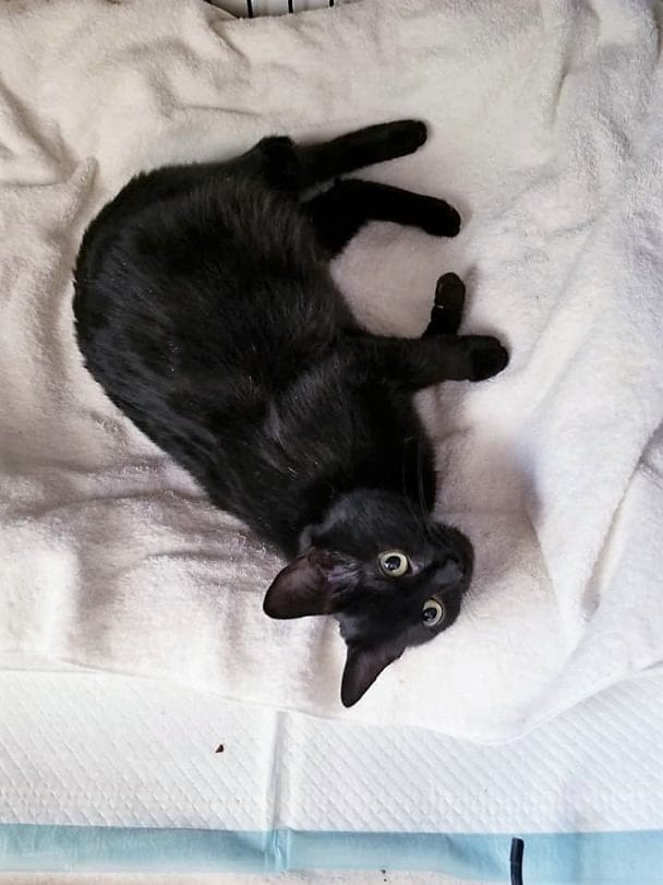 Black Cat Dumped On The Cold Boston Streets; Rescued Only A Week Before ...