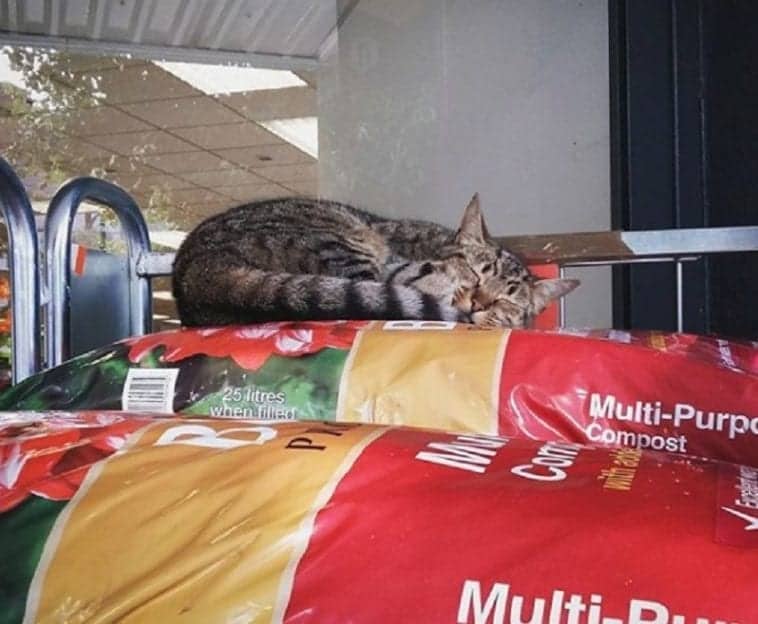 Naughty House Cat Dupes Store Patrons Into Thinking She's A Stray ...