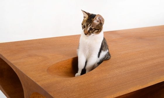 Purrfect Table For Cats And Their Humans To "Work" Together - Cole ...