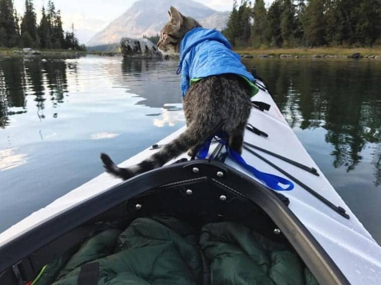 Cat With A Love For The Great Outdoors Wins Hearts On The Internet ...