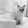 Karl Lagerfeld's Cat Set To Inherit A Record Breaking Fortune - Cole ...