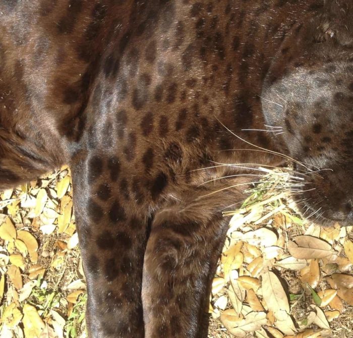Rare Wild Black Leopard Photographed In Africa For The First Time In ...