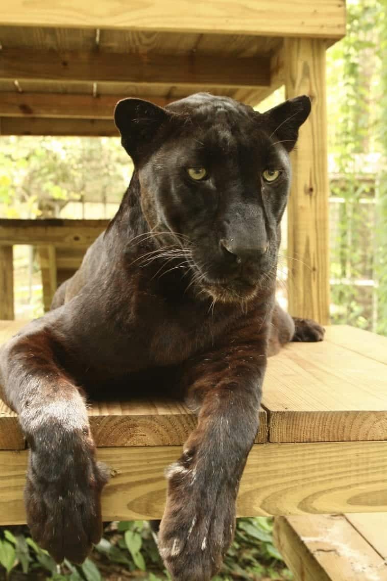 Rare Wild Black Leopard Photographed In Africa For The First Time In ...